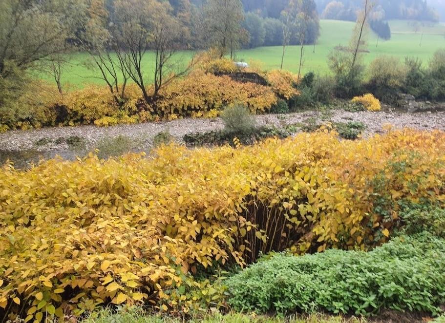 Invazivne tujerodne rastline - skofjaloka.si